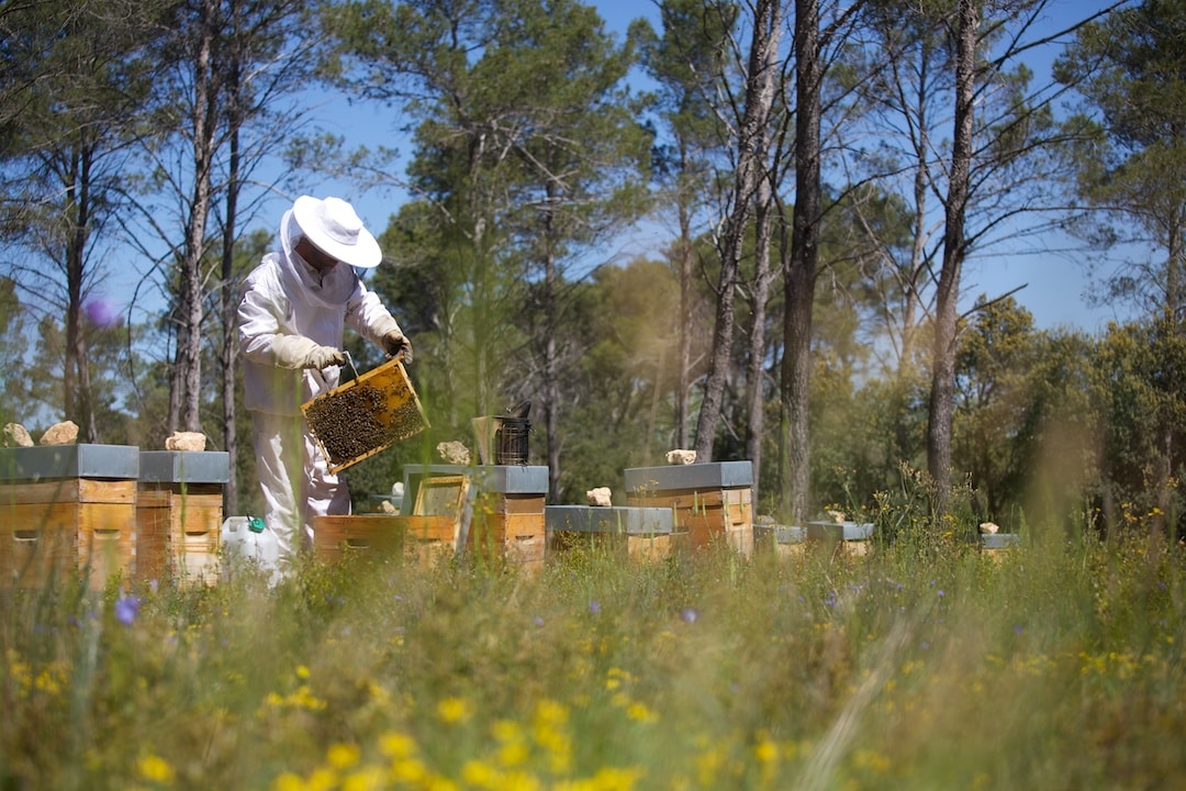 Disparition des abeilles - problèmes de la filière apicole en France ...